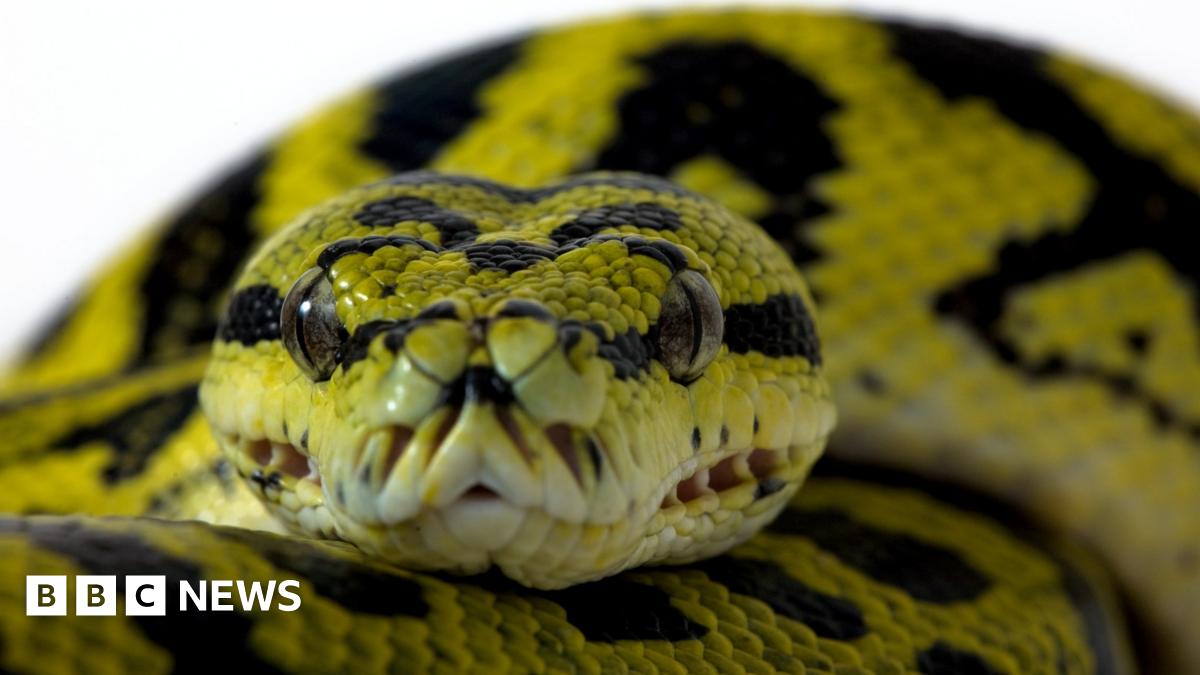 Escaped python found after Henham thatched house fire - BBC News