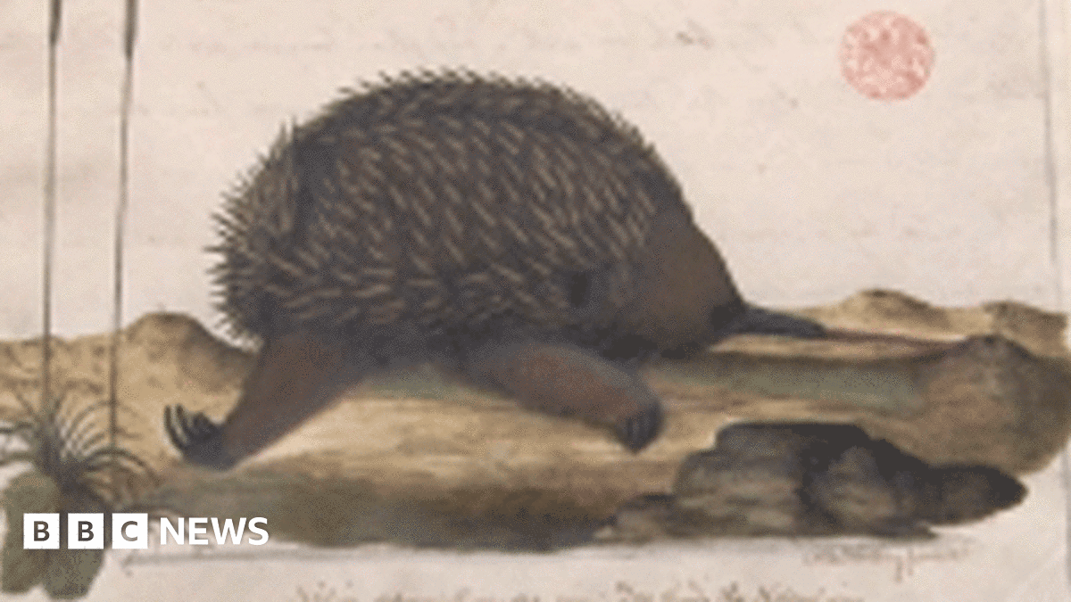 Thomas Watling: Dumfries criminal and Australian artist - BBC News