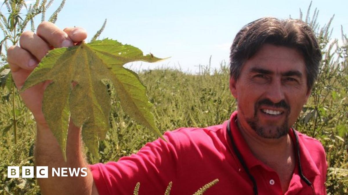 Agent Orange chemical in GM war on resistant weeds - BBC News