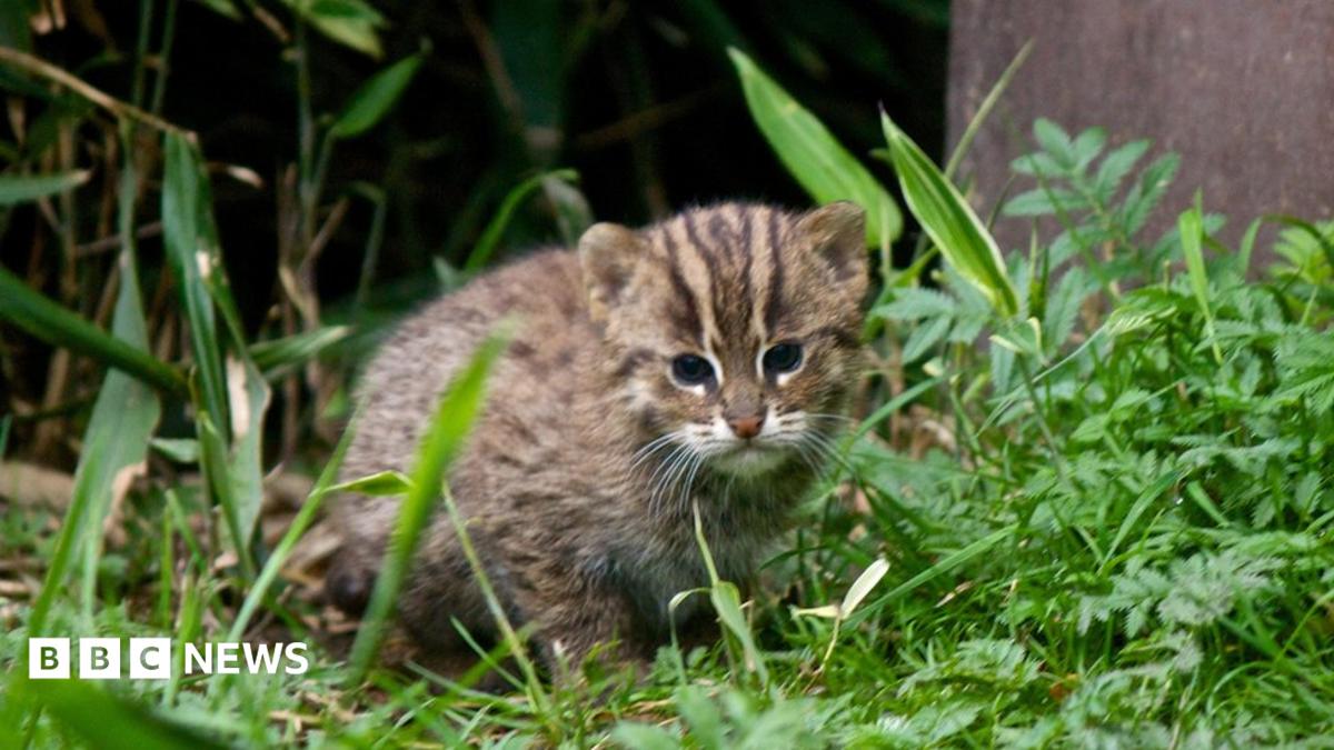 Rare fishing cat born at Isle of Man wildlife park - BBC News