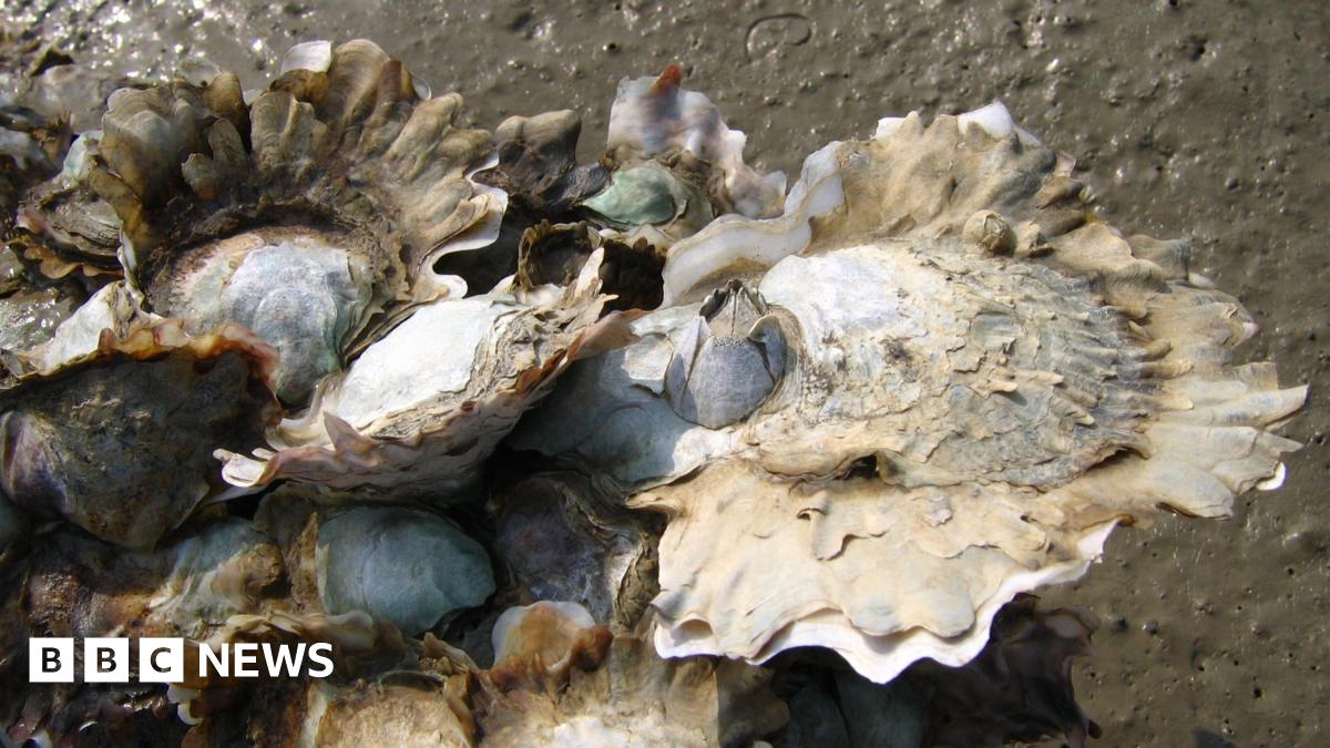Oyster genome mystery unravelled - BBC News