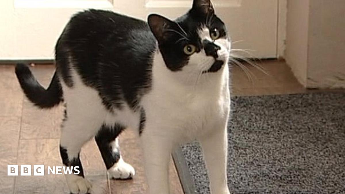 'Cat burglar' Denis steals clothes from neighbours - BBC News