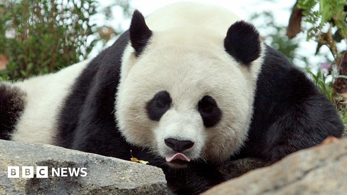 Panda cub dies at Washington's National Zoo - BBC News