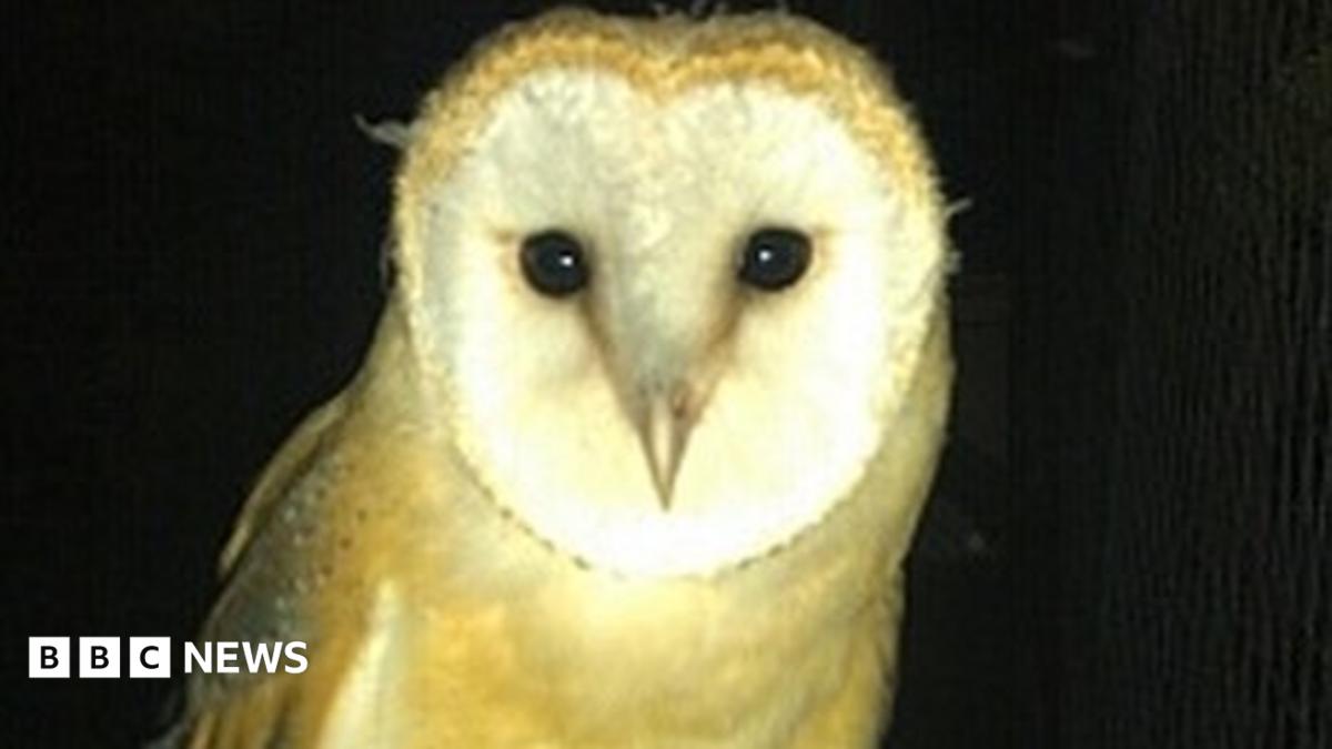 Barn owl taken during raid on Great Altcar aviary - BBC News