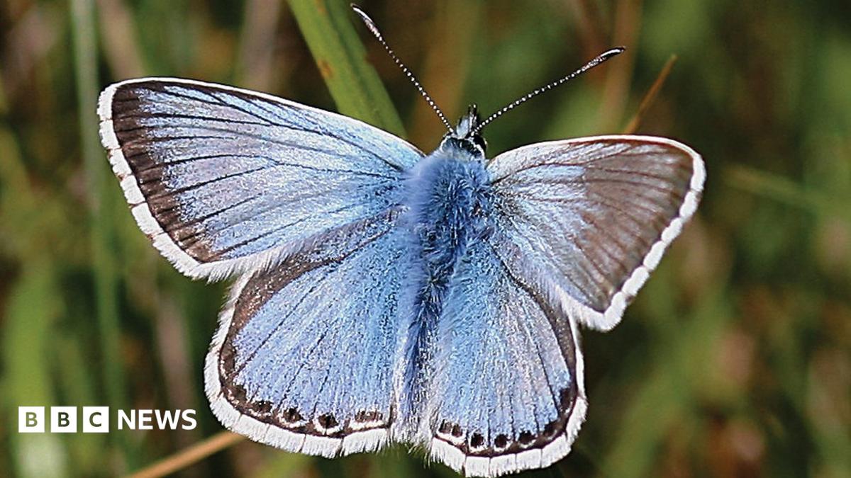 Portland quarry nature reserves restored for butterflies - BBC News