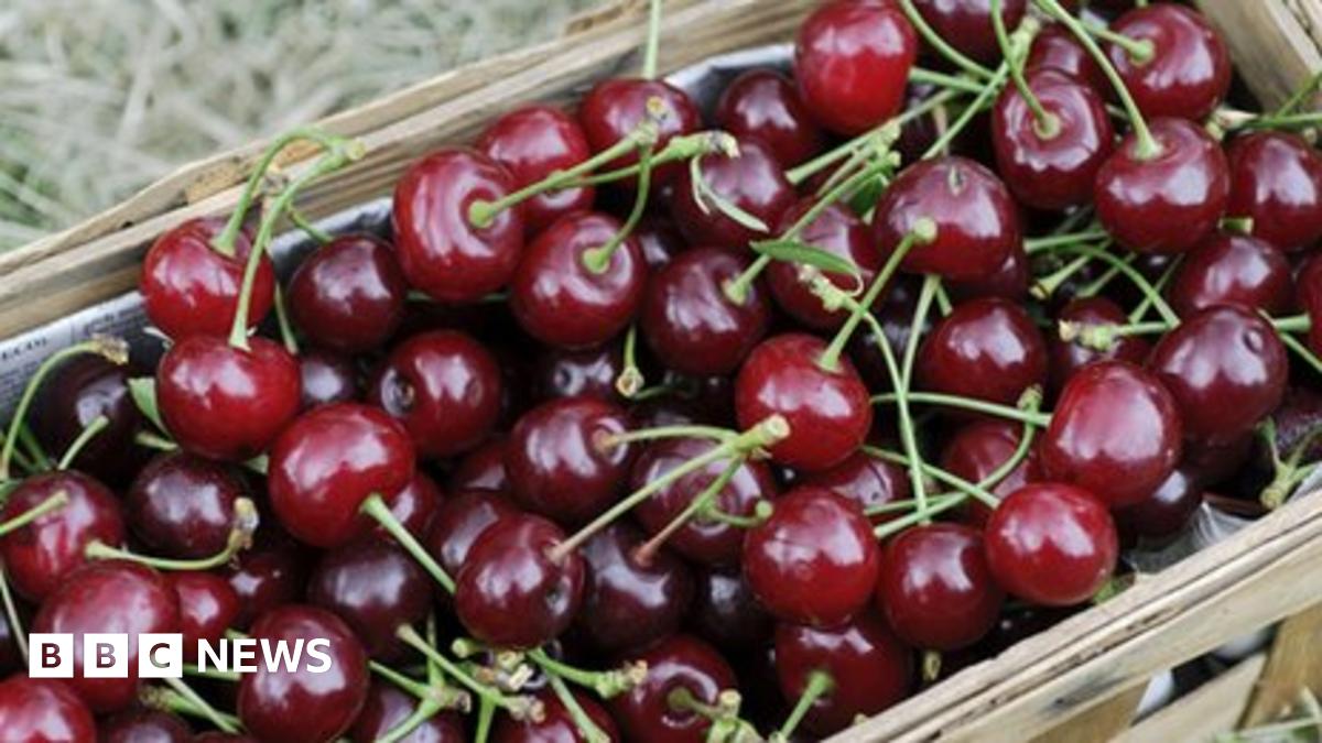 Eating cherries 'could cut gout' - BBC News