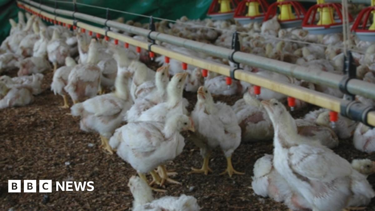 Could chicken row threaten Brazil-South Africa friendship? - BBC News