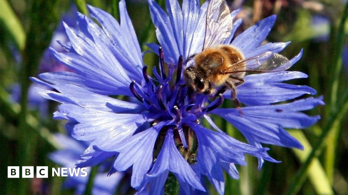 Bee brains help to make robots smarter - BBC News