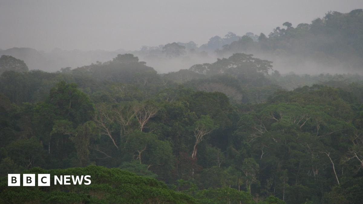Tree rings reveal Amazon's rainfall history - BBC News
