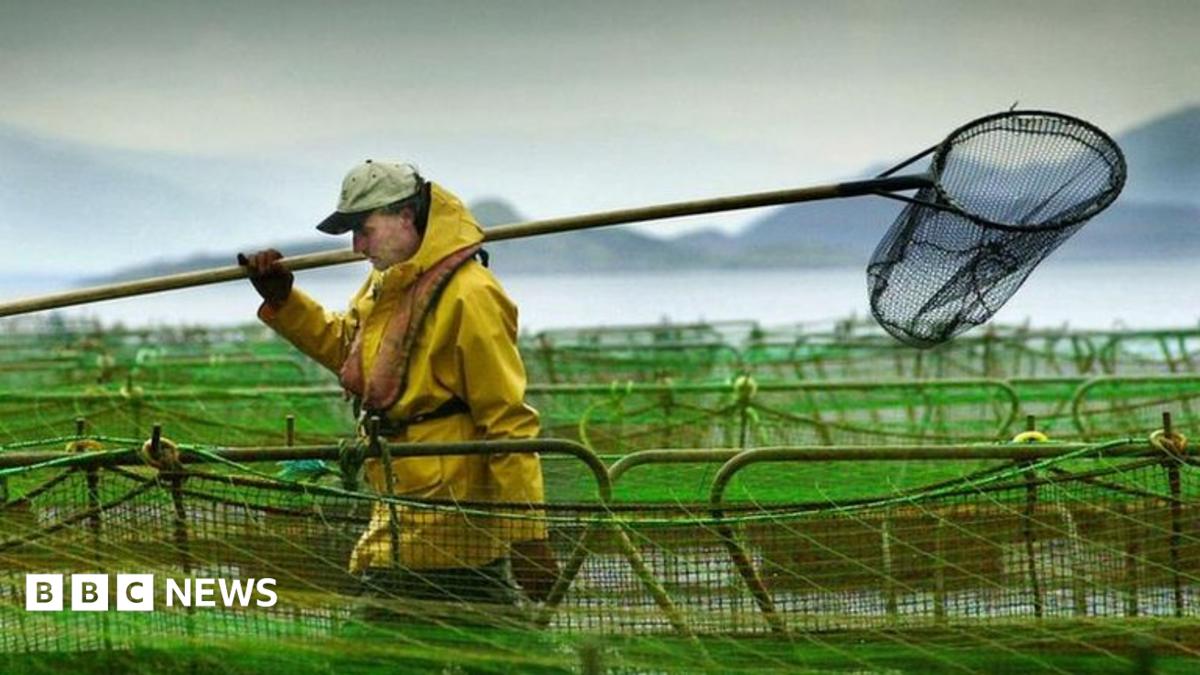 Scotland's fish farming faces stricter controls - BBC News
