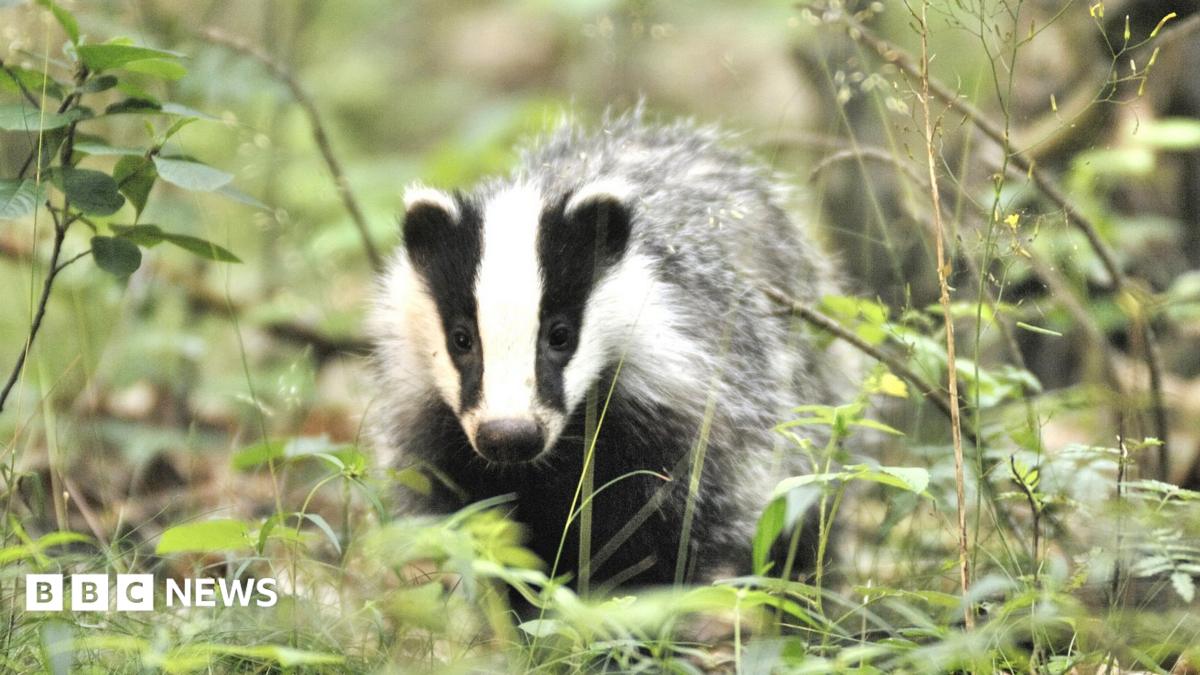 Second badger cull licence issued - BBC News