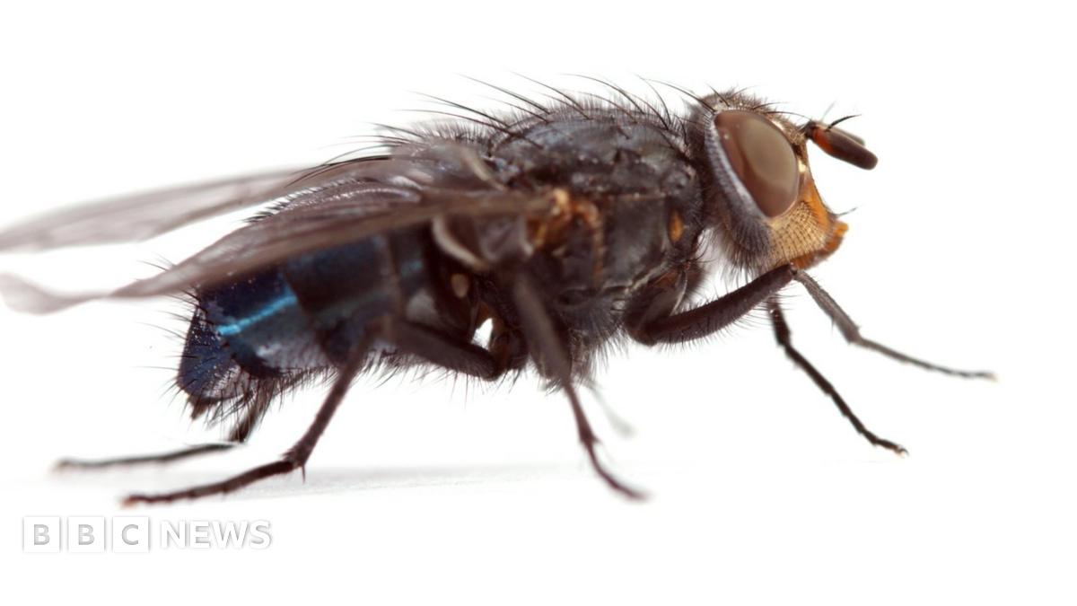 Oxford Dictionary: Tracing blue-arsed flies and Bellinis - BBC News