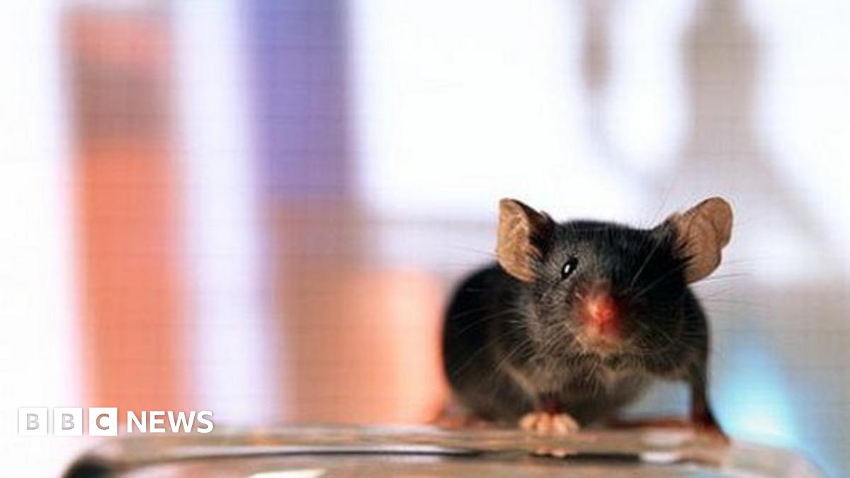 Mice learn songs in similar way to humans and birds - BBC News
