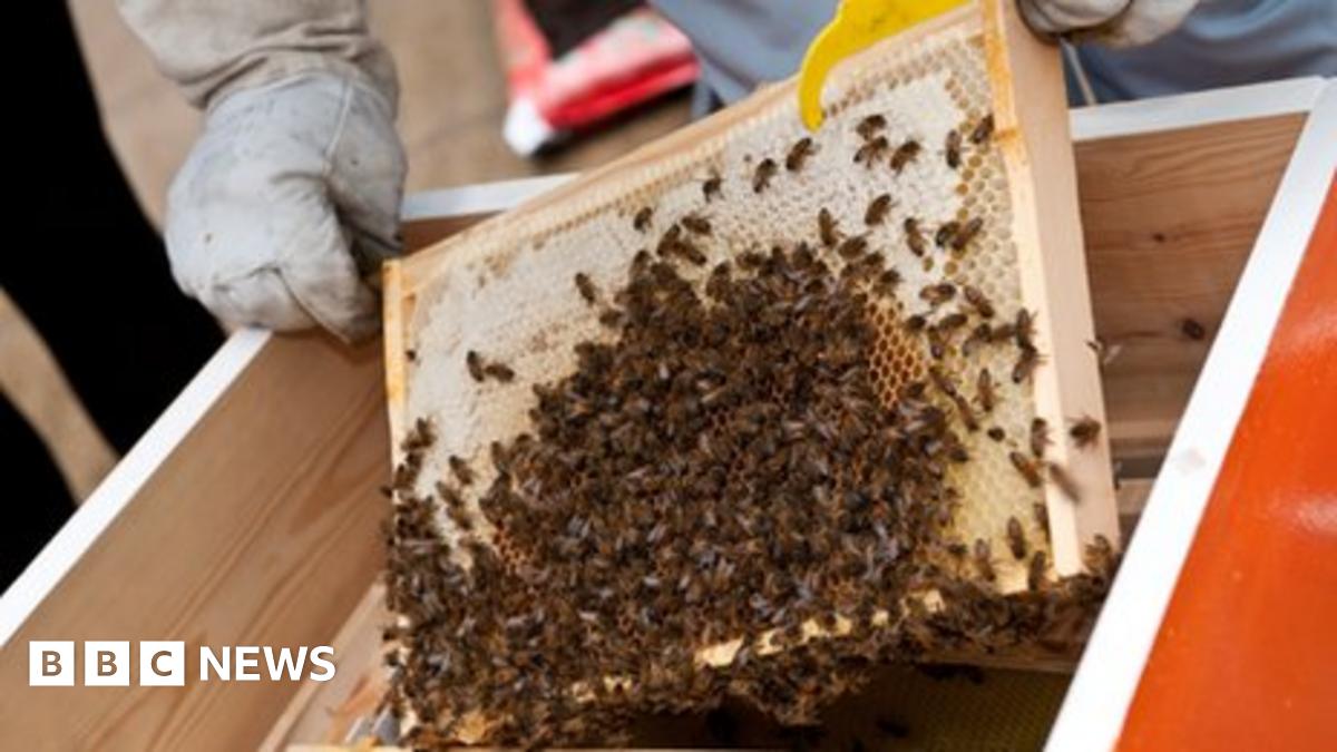 London bee numbers 'could be too high' - BBC News