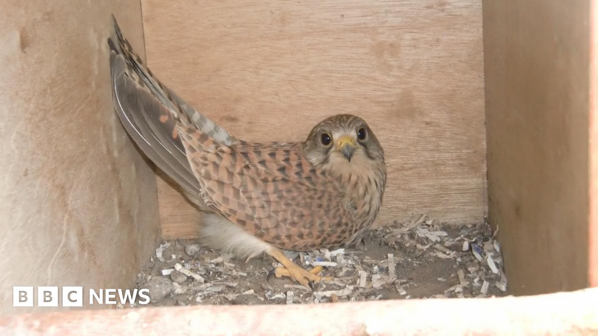 Hawk Conservancy Trust installs kestrel boxes for study - BBC News