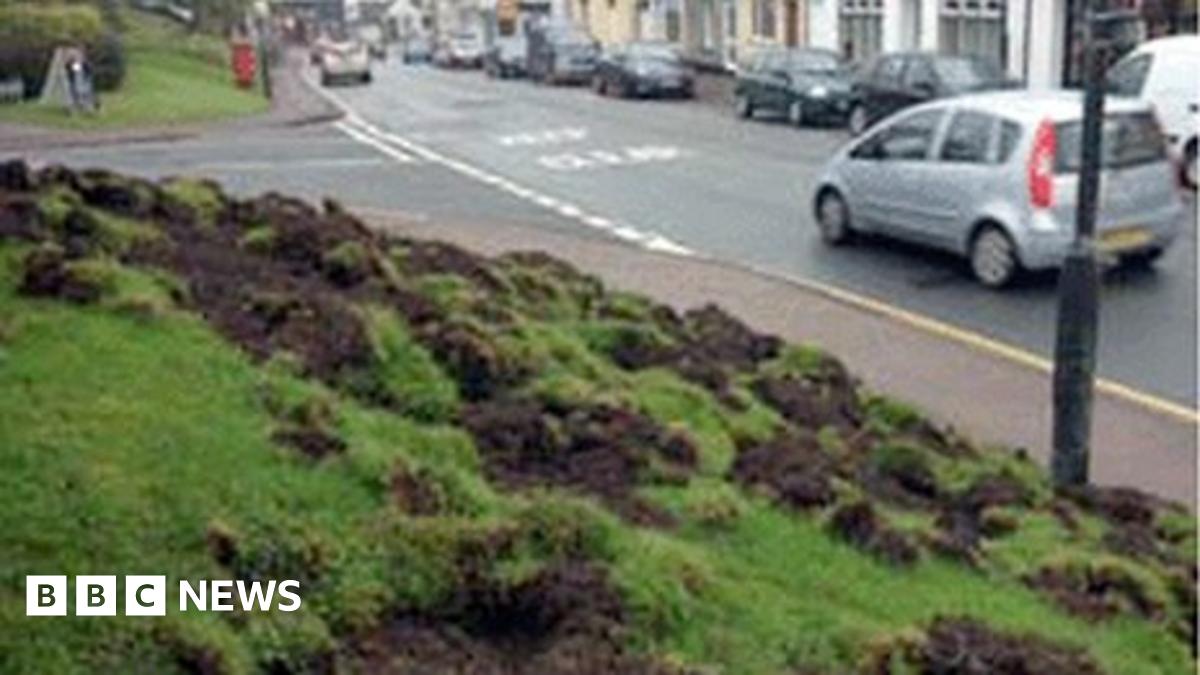 Forest of Dean boar cull sparks row - BBC News