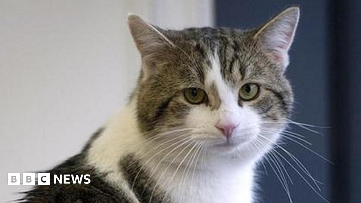 Downing Street denies Cameron and Osborne cat feud - BBC News