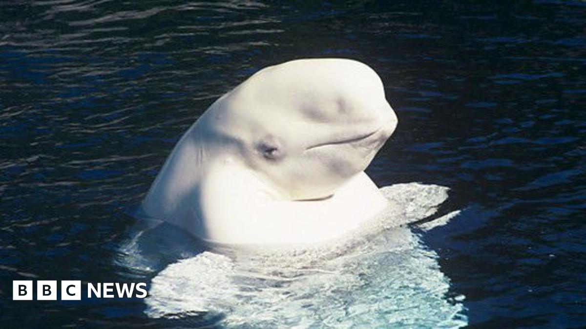 Beluga whale 'makes human-like sounds' - BBC News