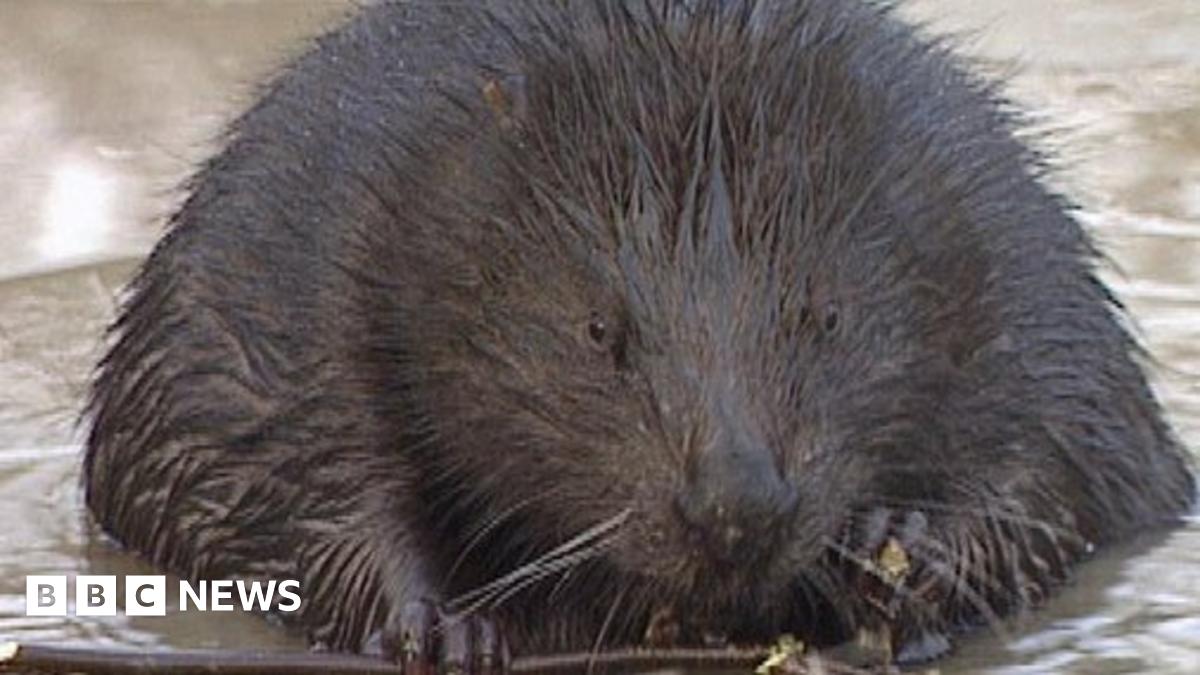 Perthshire Loch welcomes first beaver in 400 years - BBC News