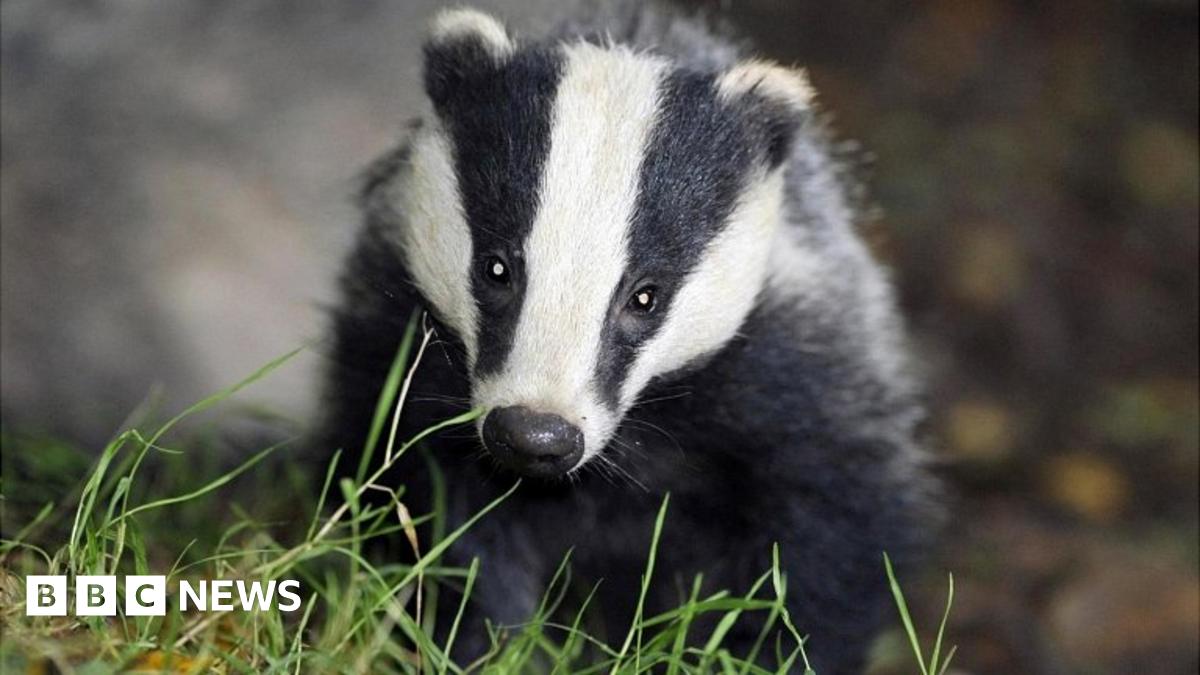 Pilot badger culls in Somerset and Gloucestershire approved - BBC News