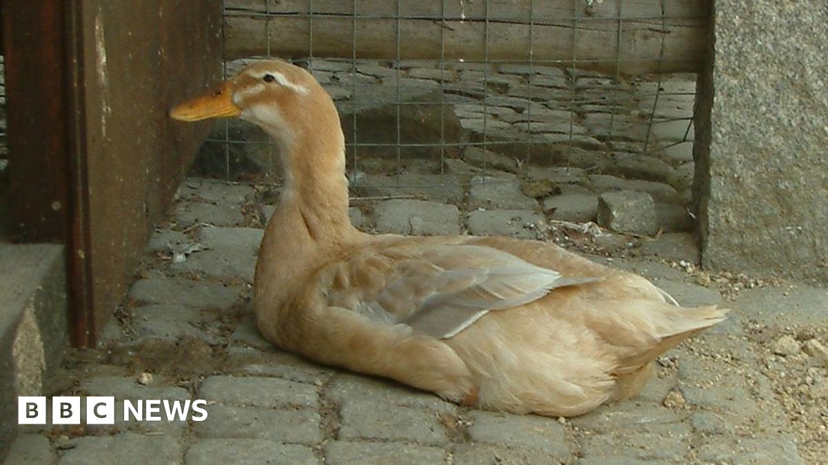 Valuable ducks stolen from Kilrea farm - BBC News