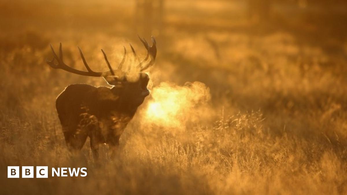Assynt red deer cull defended by John Muir Trust - BBC News