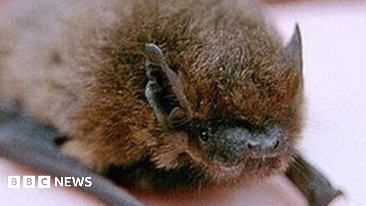 Bats 'become feature of properties' in Cornwall - BBC News
