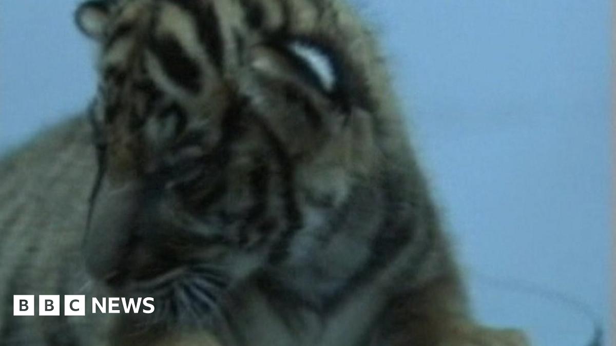 Thailand arrests lorry driver transporting tiger cubs - BBC News