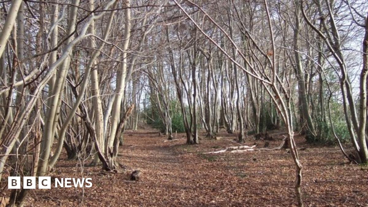 Guernsey introduces ash import ban - BBC News
