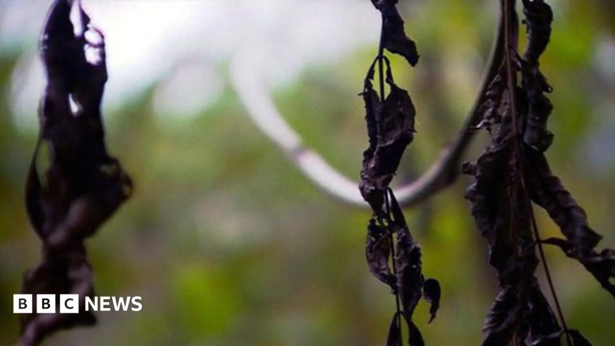 Survey reveals Oxfordshire ash dieback case - BBC News