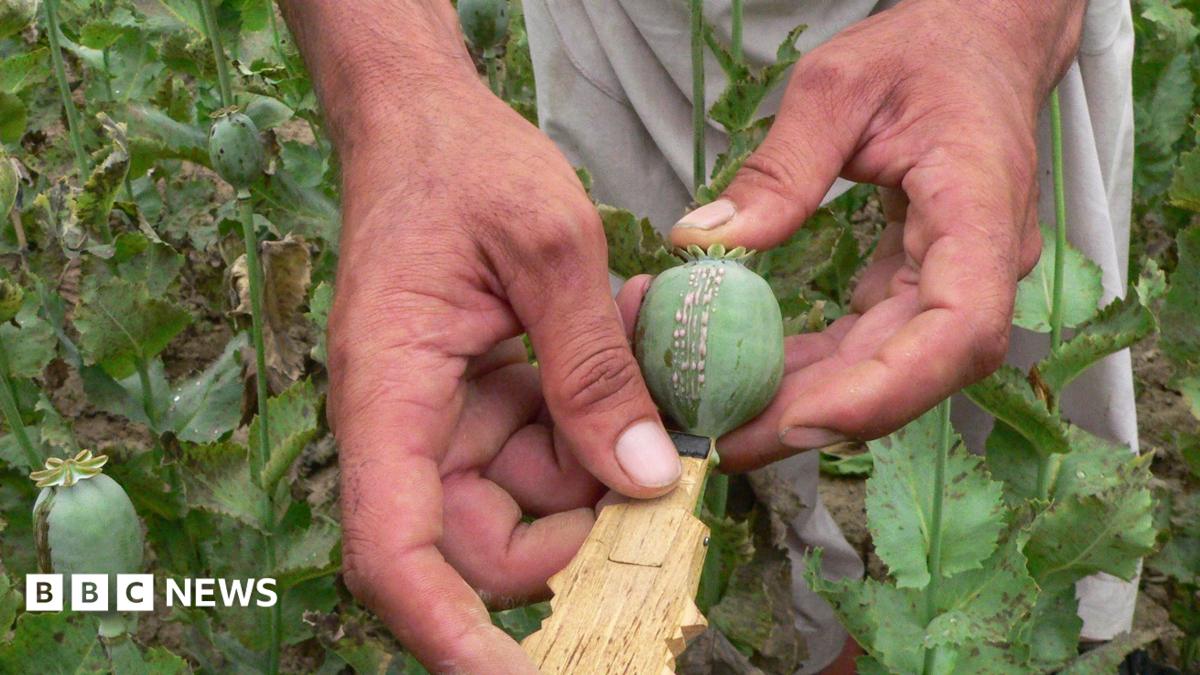 UN report: Opium cultivation rising in Burma - BBC News