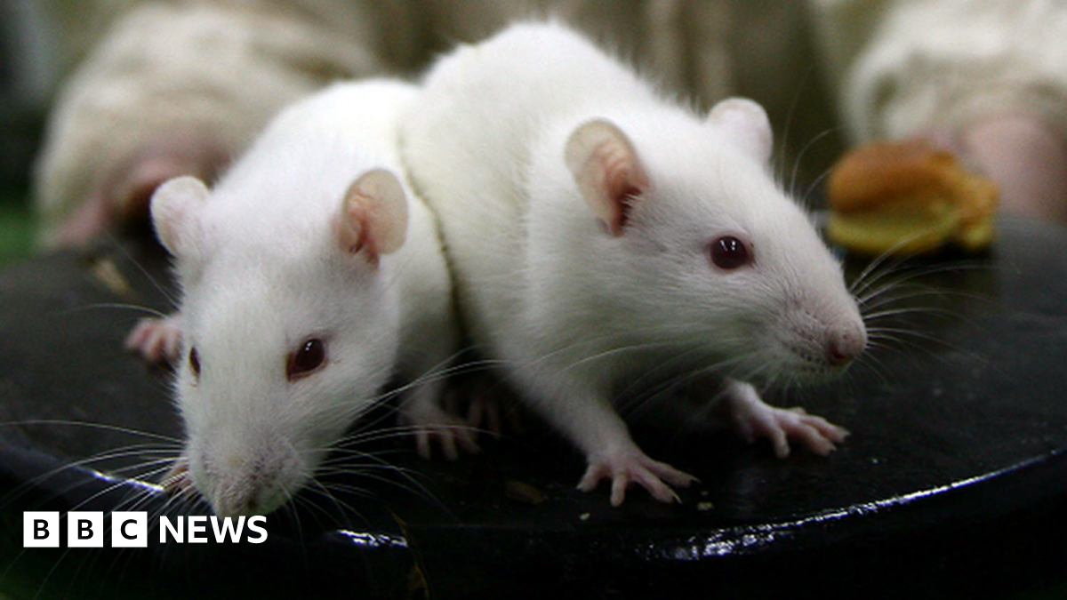 Rat heart cells help create walking 'bio-bots' - BBC News