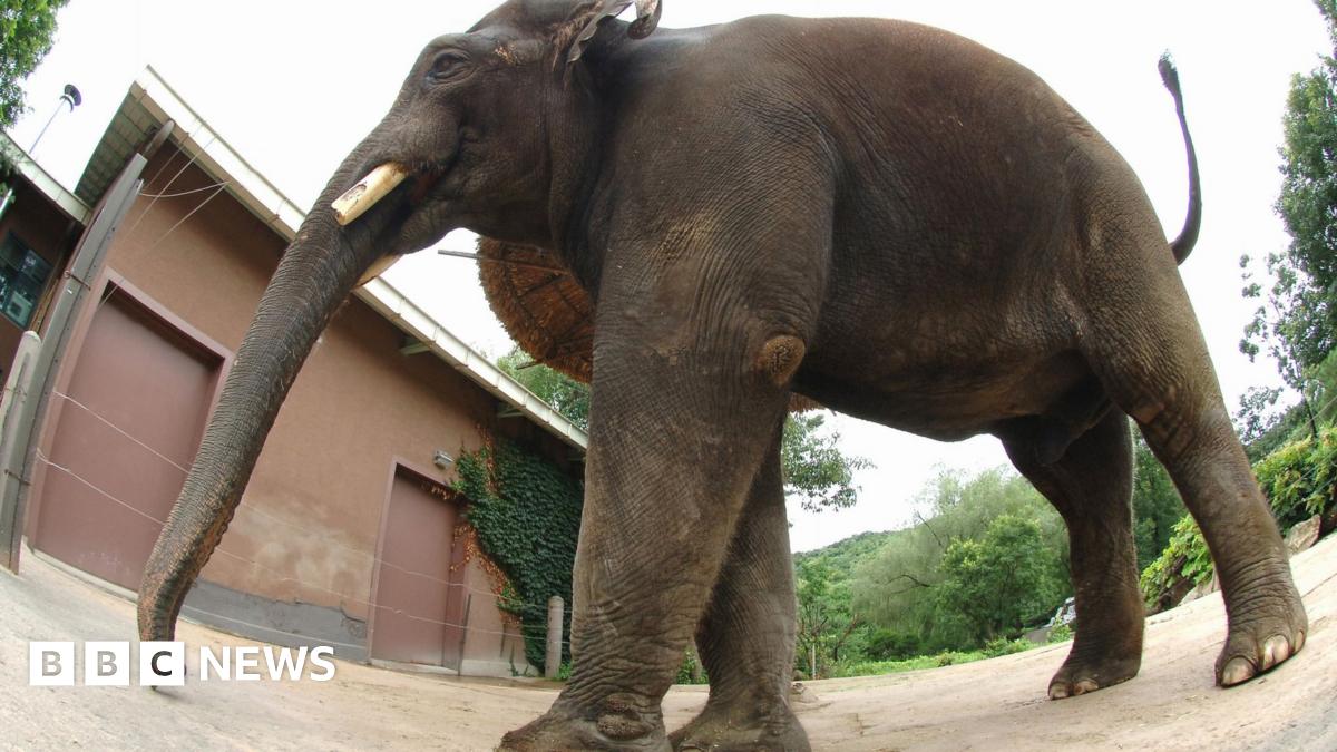 Elephant mimics Korean with help of his trunk - BBC News