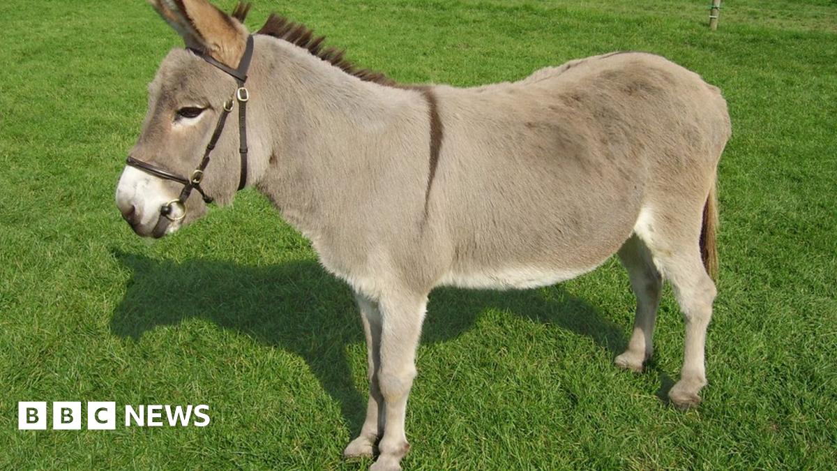 Donkey's stage and screen life story told in new book - BBC News