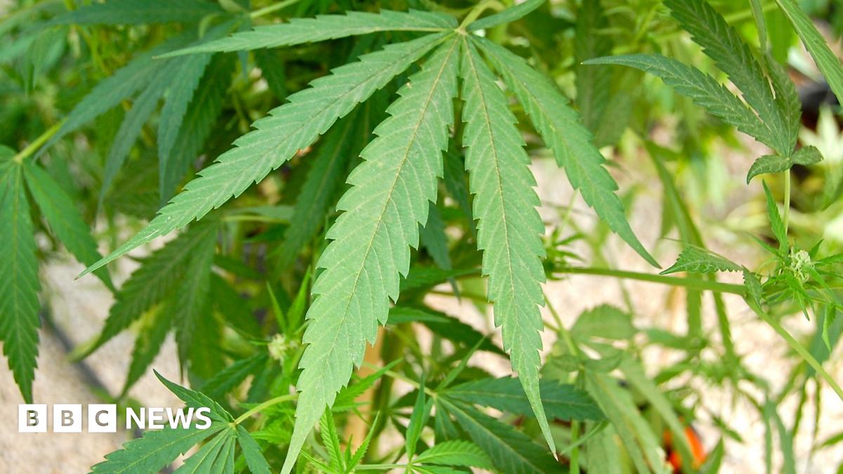 Israeli firm's new medical marijuana - BBC News