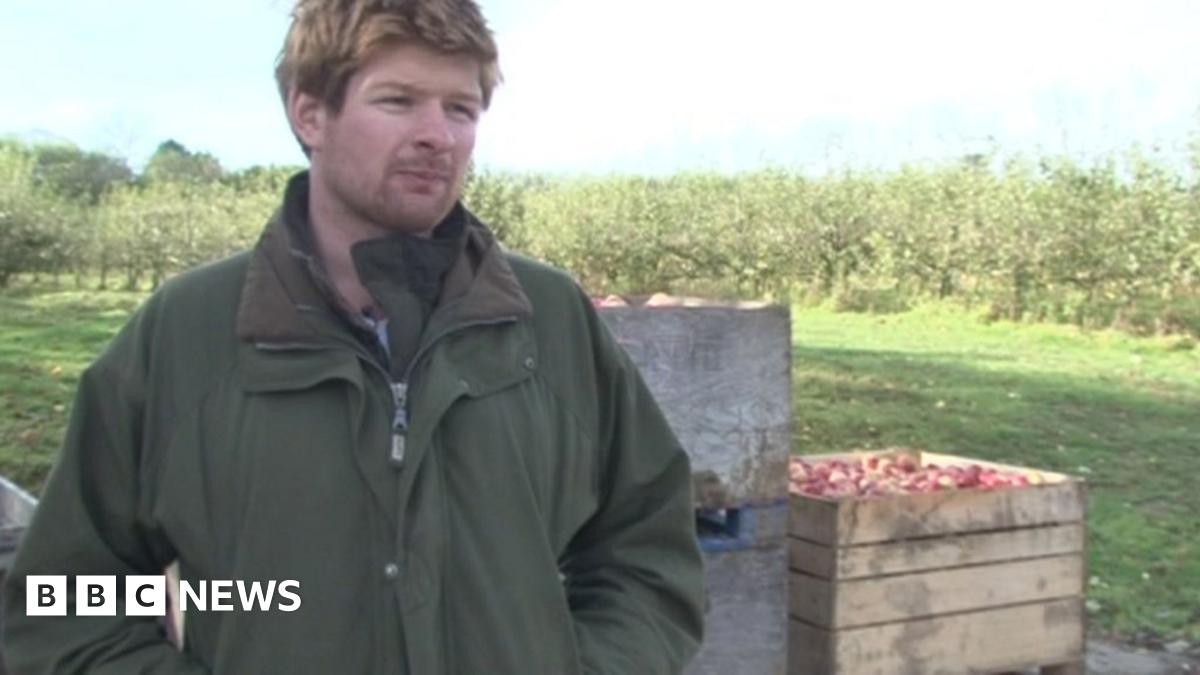 Kent fruit crisp farmer chooses China over supermarkets - BBC News