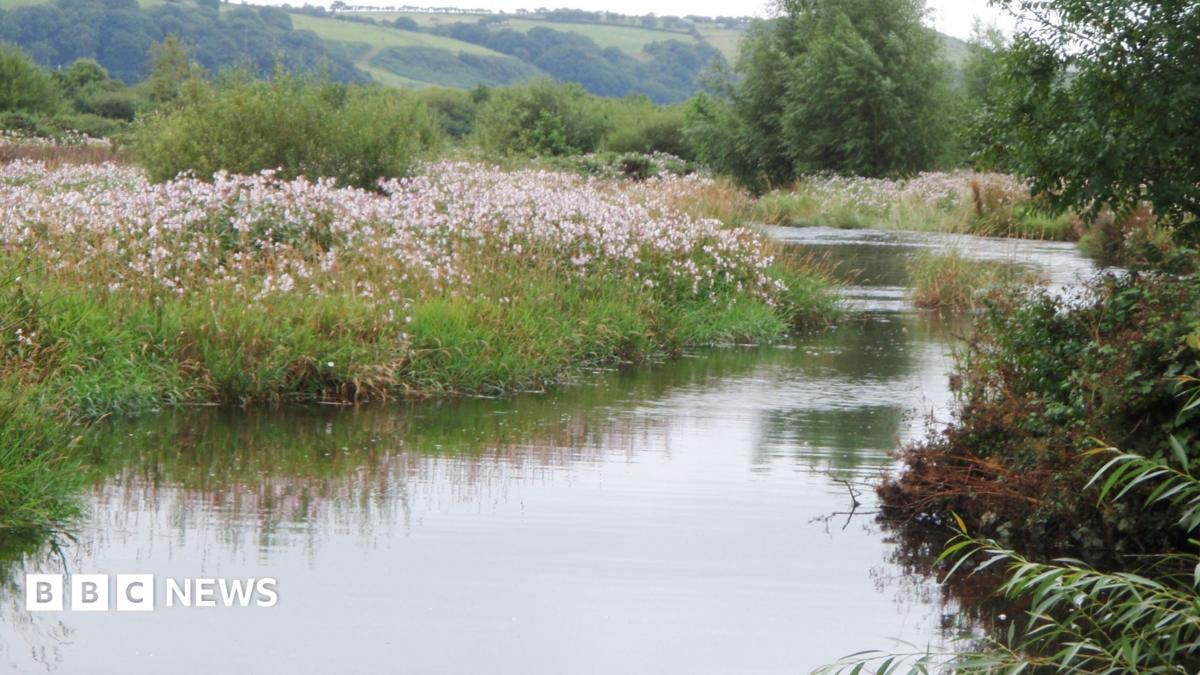 Himalayan balsam 'colonising' Cors Llyferin wetland - BBC News