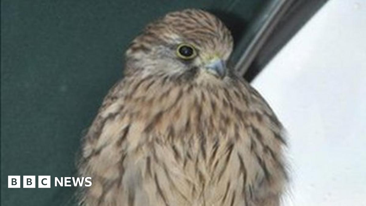 Kestrel stuck at sea saved by lift on yacht - BBC News
