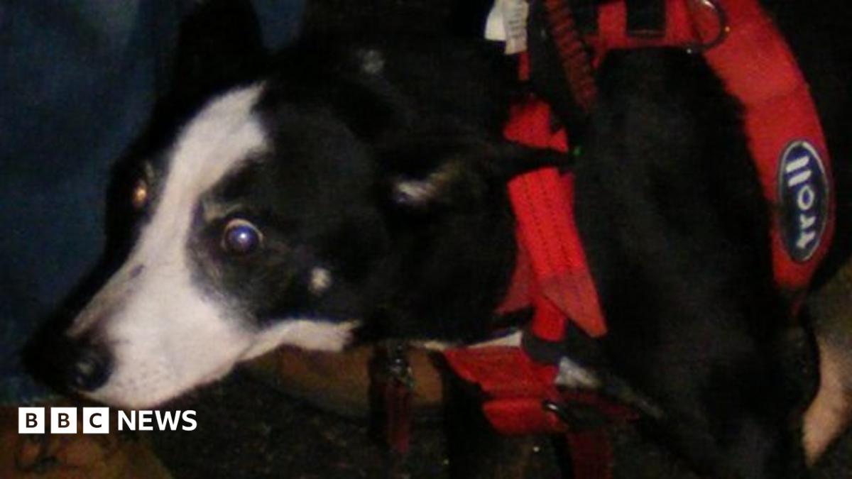 Selkirk dog Sparky rescued after 16 days in Grey Mare's Tail - BBC News