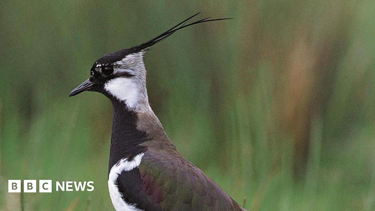 RSPB's Beckingham Marshes wildlife reserve opens - BBC News