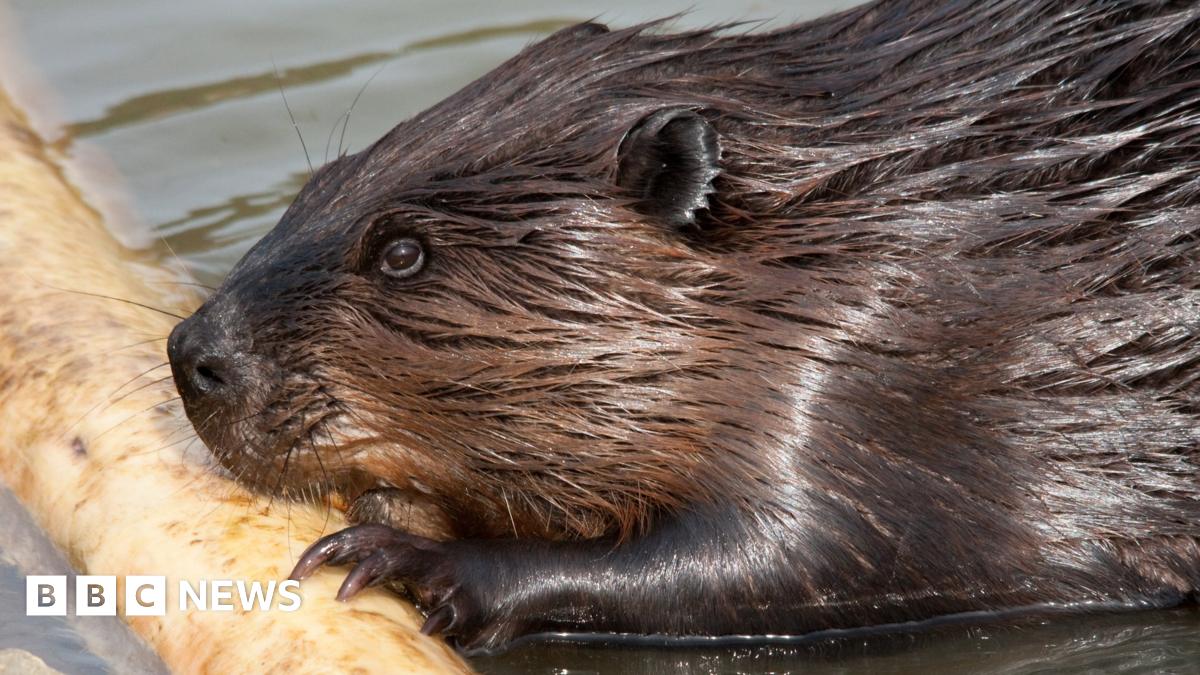 Thriving beaver population 'threatens' Dutch flood banks - BBC News
