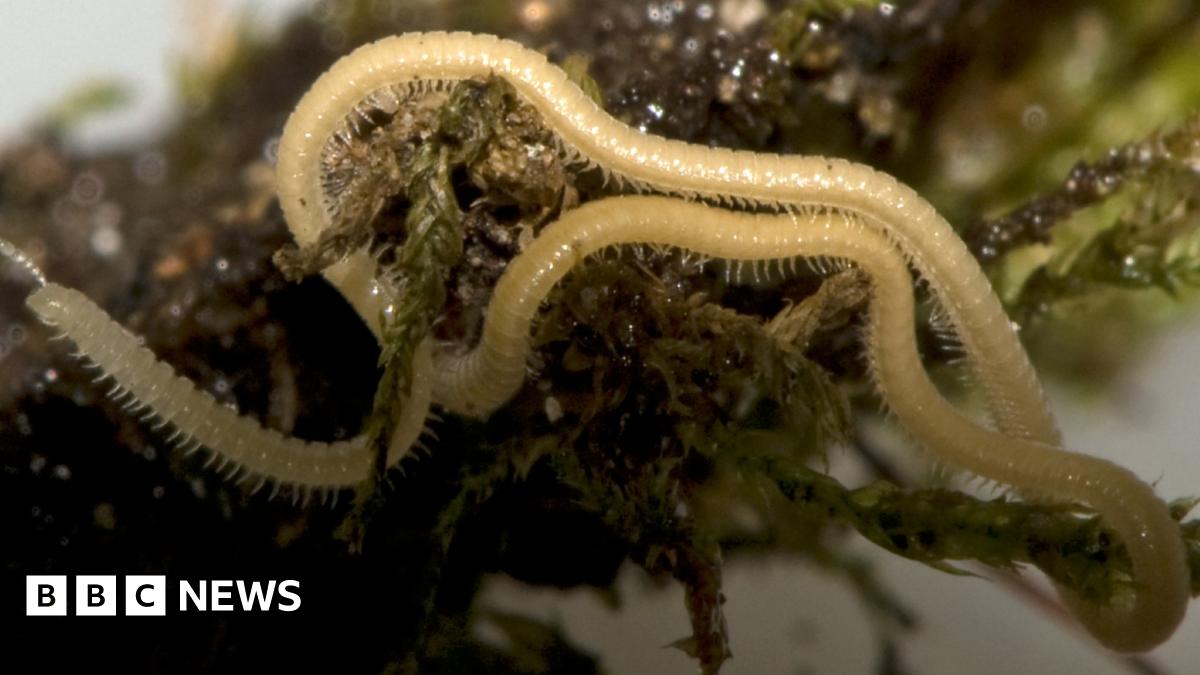 World's leggiest millipede put under microscope - BBC News