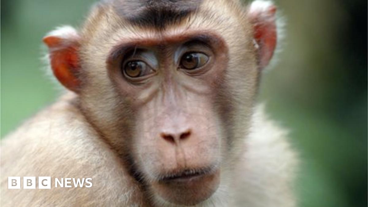 Parasitic worms 'treat diarrhoea' - BBC News