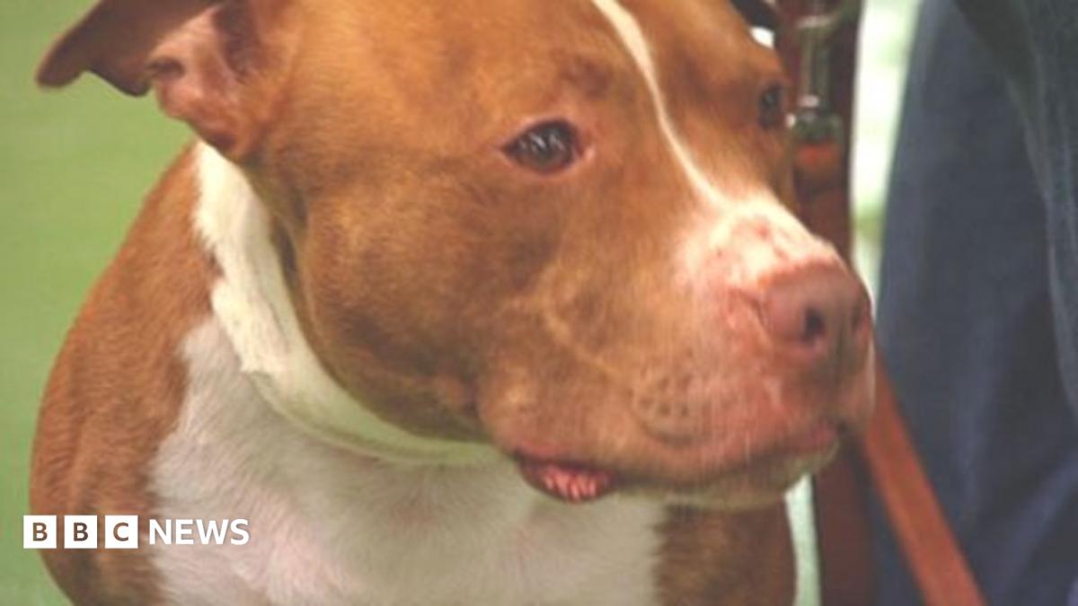 Staffies campaign launched by Edinburgh Dog and Cat Home - BBC News