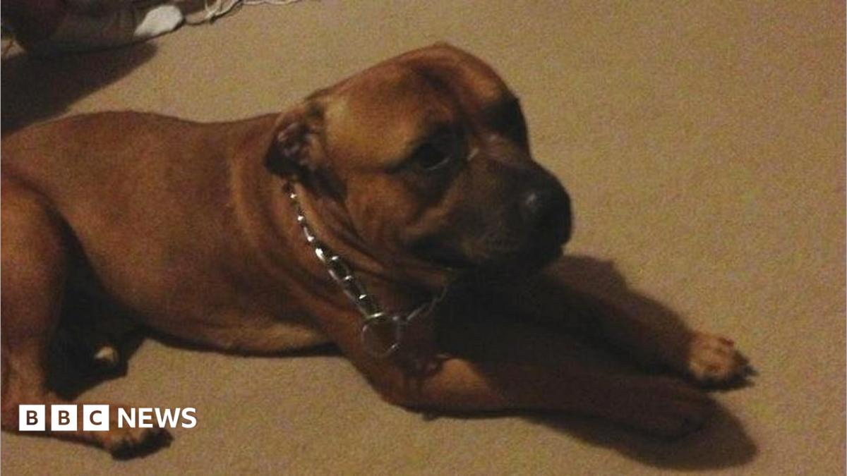 Rescued Staffie attacks new owner in Norfolk - BBC News