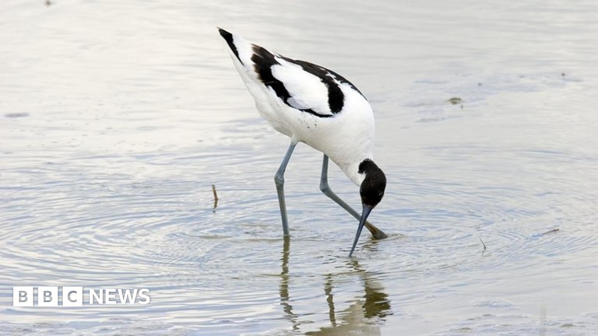 £50,000 grant for Ribble Estuary wildlife project - BBC News