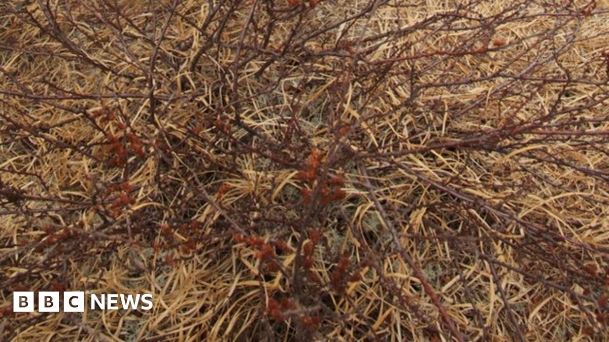 Forres-based charity's effort to protect 'wee trees' - BBC News
