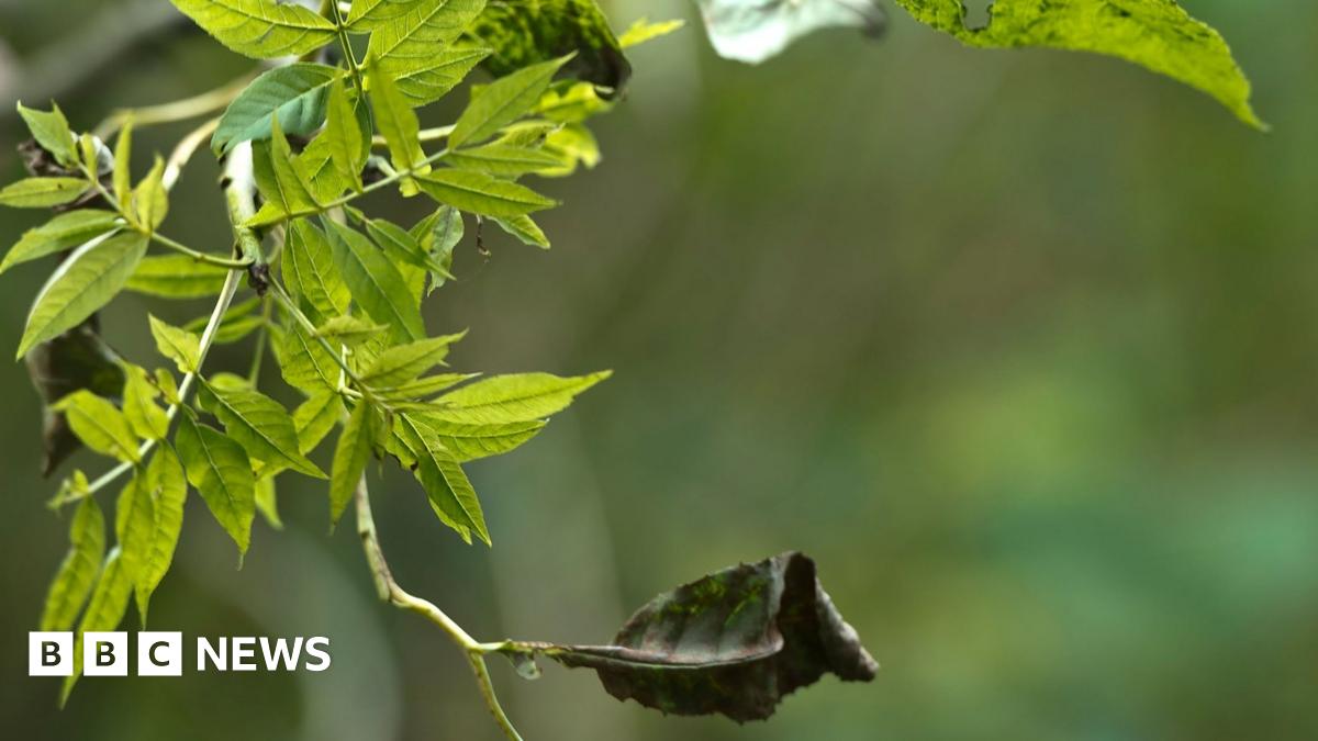 Ash disease outbreaks in Northern Ireland stand at 16 - BBC News