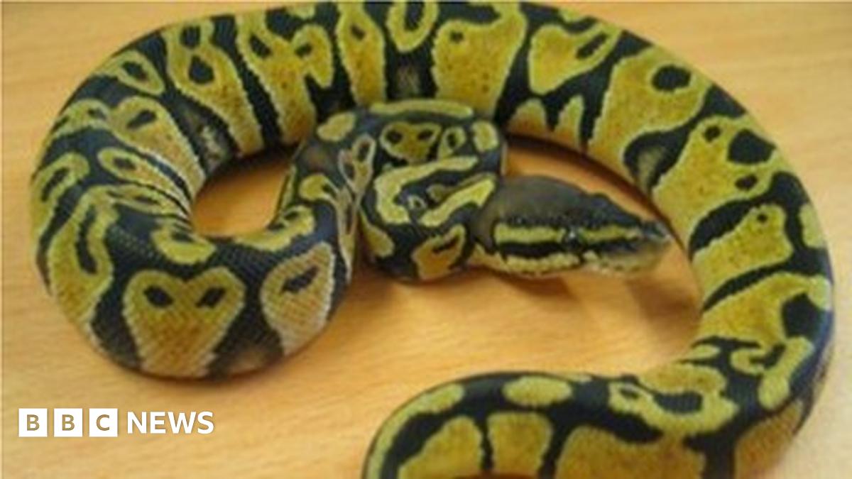 Couple 'shocked' after python found on toilet seat - BBC News