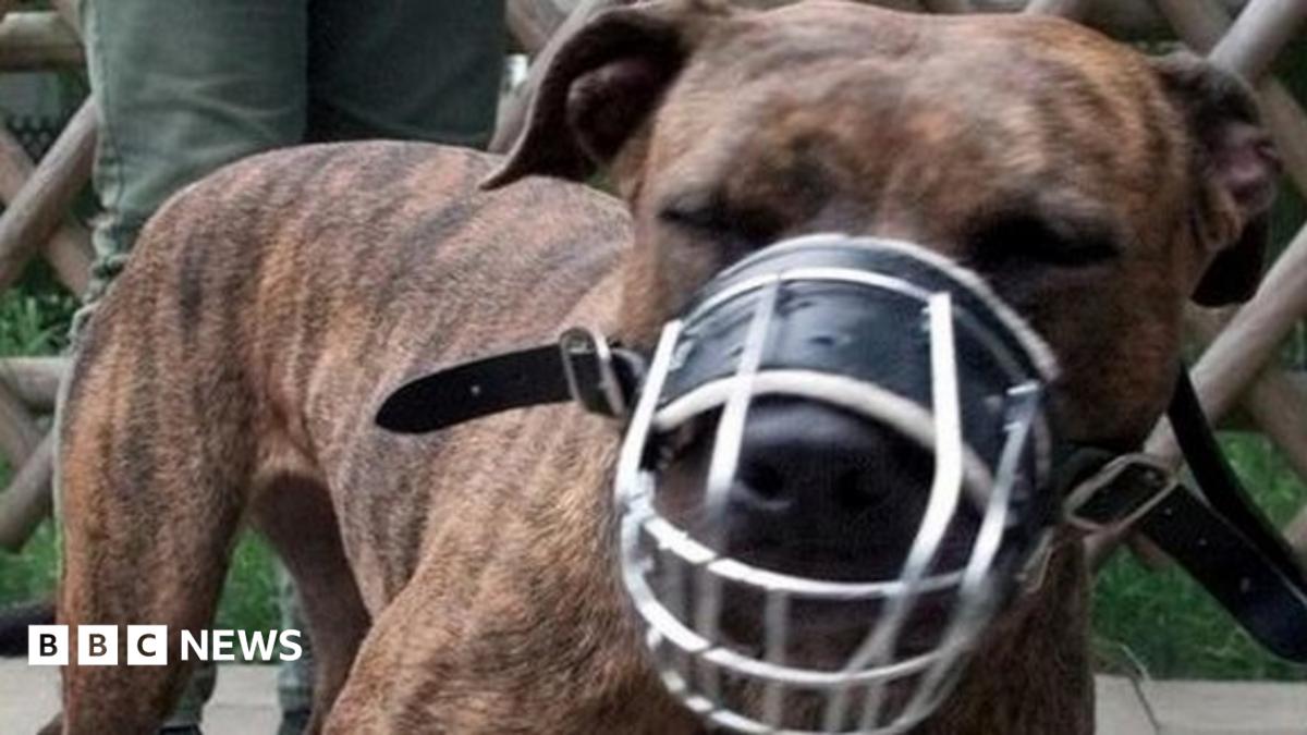 Dog control law could mean training sessions for owners - BBC News